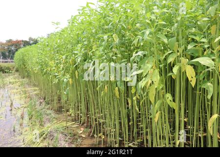 green colored jute farm on field for harvest and sell Stock Photo - Alamy