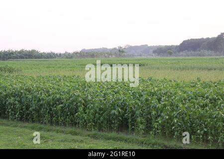 green colored jute farm on field for harvest and sell Stock Photo - Alamy
