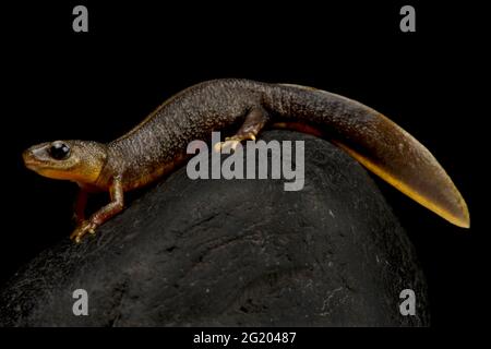 Italian crested newt, Triturus carnifex albinotic heterozygotic ...