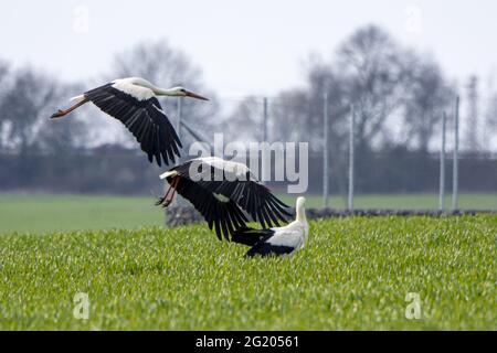 Wonderful view of flying storks Stock Photo - Alamy