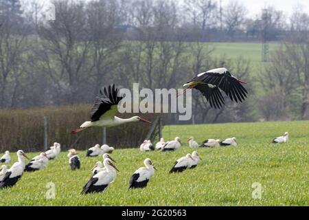 Wonderful view of flying storks Stock Photo - Alamy
