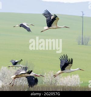 Wonderful view of flying storks Stock Photo - Alamy