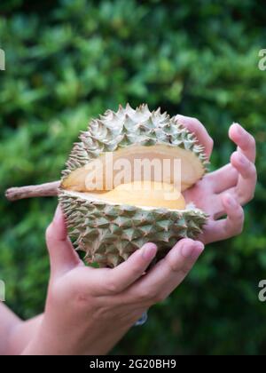 Asian farmer holding durian is a king of fruit Stock Photo - Alamy