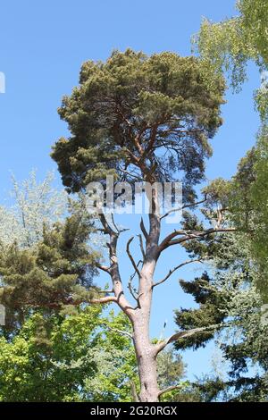 Pinus sylvestris known as european red pine trees in the shore of a ...
