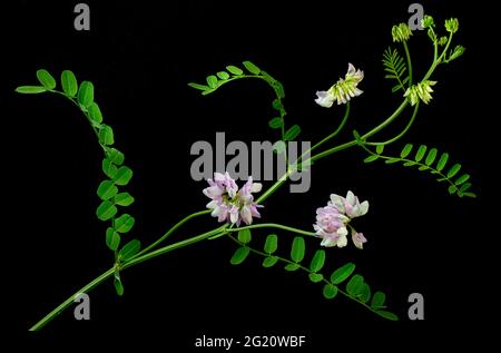 Crown vetch is a beautiful but invasive flower Stock Photo - Alamy