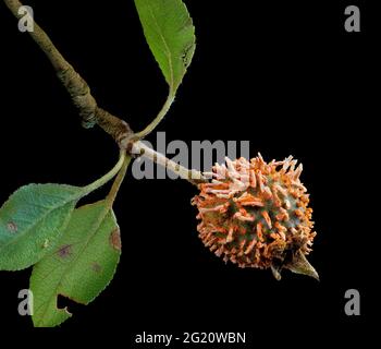 Cedar Apple Rust - Gymnosporangium juniperi-virginianae Stock Photo - Alamy