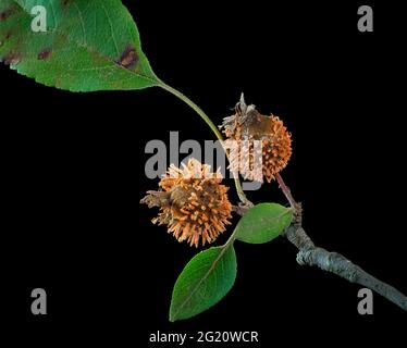 Cedar-apple rust gall (Gymnosporangium juniperi-virginianae) on ...