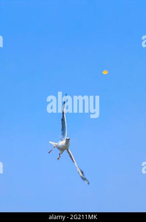 Flying seagull bird is catching food out of the water with blue sky ...