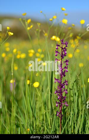 Jersey Orchid, U.K. Spring marsh wildflowers Stock Photo - Alamy