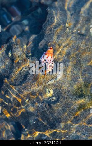 Rare Photography, Alive seashell walking on the rock underwater. Alive ...