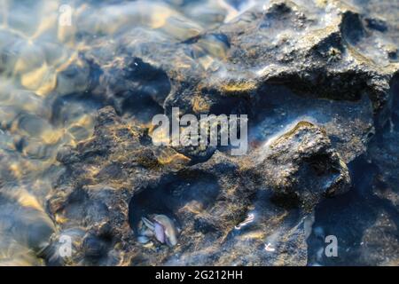 Rare Photography, Alive seashell breeding underwater. Alive seashell ...