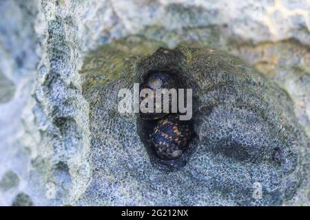 Rare Photography, Alive seashell breeding underwater. Alive seashell ...