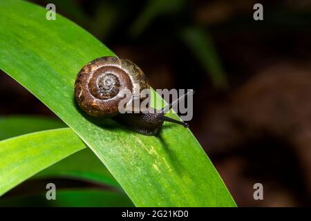 Close-up of terrestrial snail or land snail - Brevard, North Carolina ...