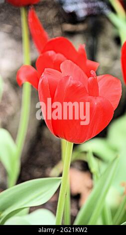 Close up captures of Tulip flowers from Garvin Woodland Garden at Hot ...