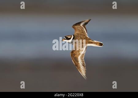 Common ringed plover in flight in its natural enviroment Stock Photo ...
