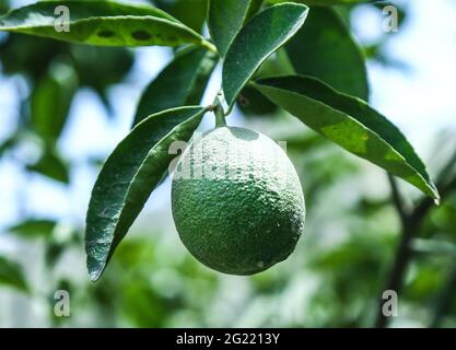 Green ripe fruit sweetie citrus over background Stock Photo - Alamy