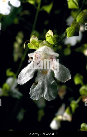 Prostanthera lasianthos, Victorian Christmas Bush Stock Photo - Alamy