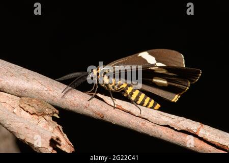Australian magpie moth (Nyctemera amicus Stock Photo - Alamy