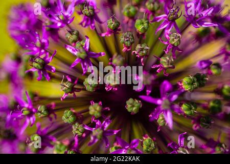Ornamental onion, macro shot of an ornamental onion Stock Photo - Alamy