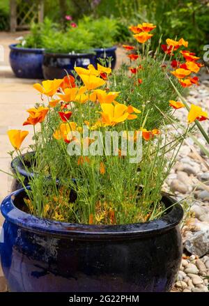 Flowers in container pots on a London balcony, UK Stock Photo - Alamy
