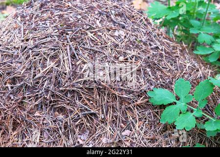 A big anthill in a forest under tree foliage in Toten, Norway Stock ...