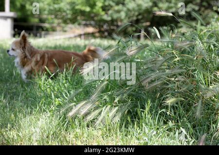 Dangerous grass awns in nature Stock Photo - Alamy