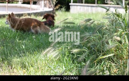 Dangerous Grass awns and dogs in nature Stock Photo - Alamy