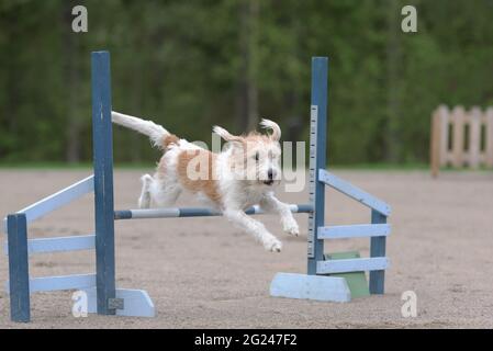 Closeup view of a cute dog jumping over the metal fences while training ...