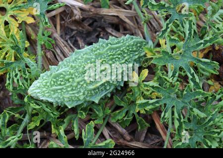 Bitter melon on tree in the firm for harvest are cash crops Stock Photo ...