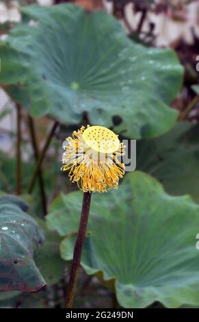 Young yellow lotus head in the lotus field of Siem Reap. Forming lotus ...