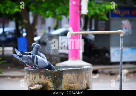 Pigeons on water pot and drinking water Stock Photo - Alamy