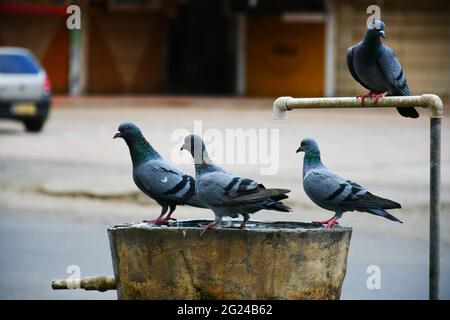 Pigeons on water pot and drinking water Stock Photo - Alamy