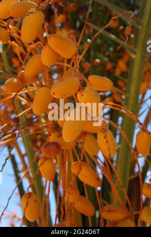 Judean date palm tree, beautiful sunbeams, selective focus on the date ...