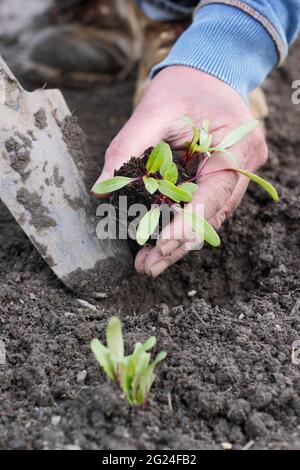 Planting out beetroot seedlings - Beta vulgaris 'Boltardy' - in a ...