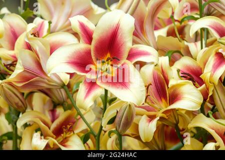 Lilium 'Flavia' Oriental Trumpet Lily, Flavia Orienpet Hybrid Lily ...