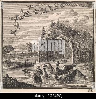 Wild and tame ducks; The duck koy Stock Photo - Alamy