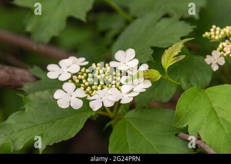 Kalina flowers. Viburnum opulus In Russia the Viburnum fruit is called ...
