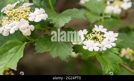 Kalina flowers. Viburnum opulus In Russia the Viburnum fruit is called ...