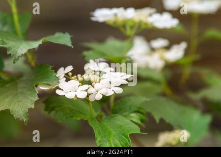 Kalina flowers. Viburnum opulus In Russia the Viburnum fruit is called ...