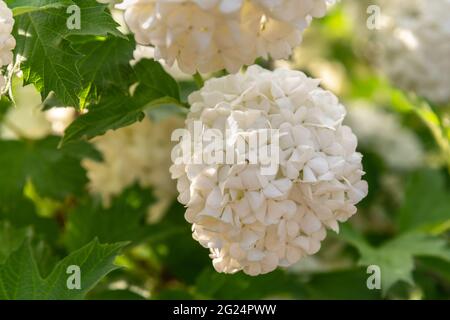 Kalina flowers. Viburnum opulus In Russia the Viburnum fruit is called ...