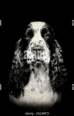 Vertical shot of an adorable English springer spaniel lying in a field ...