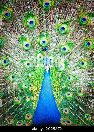 Vertical shot of a majestic peacock Stock Photo - Alamy