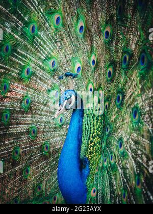 Vertical shot of a majestic peacock Stock Photo - Alamy