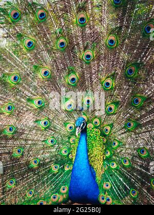 Vertical shot of a majestic peacock Stock Photo - Alamy