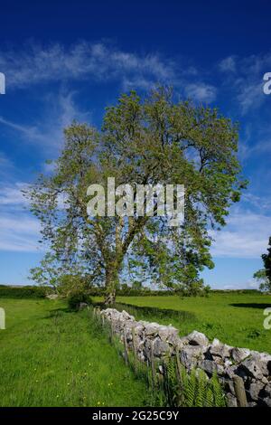 Landscape with ash tree (Fraxinus excelsior) and view of Furtwangen in ...