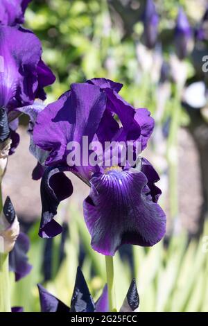 Iris Sable Night, a purple iris flowering in spring, UK Stock Photo - Alamy