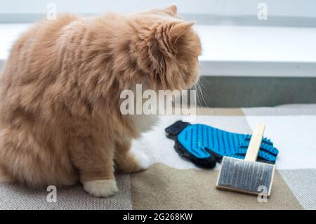 cat sits with a brush and glove for combing wool. Molt concept Stock ...