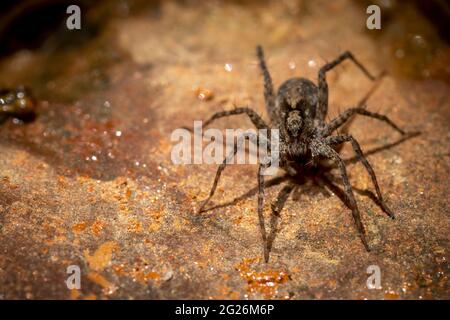 a large spider with long legs and a scary face hanging from a web on a ...