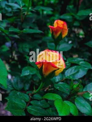 A yellow rose with red tips blossoming in the garden surrounded by dark ...