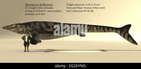 Large fossil of a mosasaur dinosaur marine reptile head from the ...